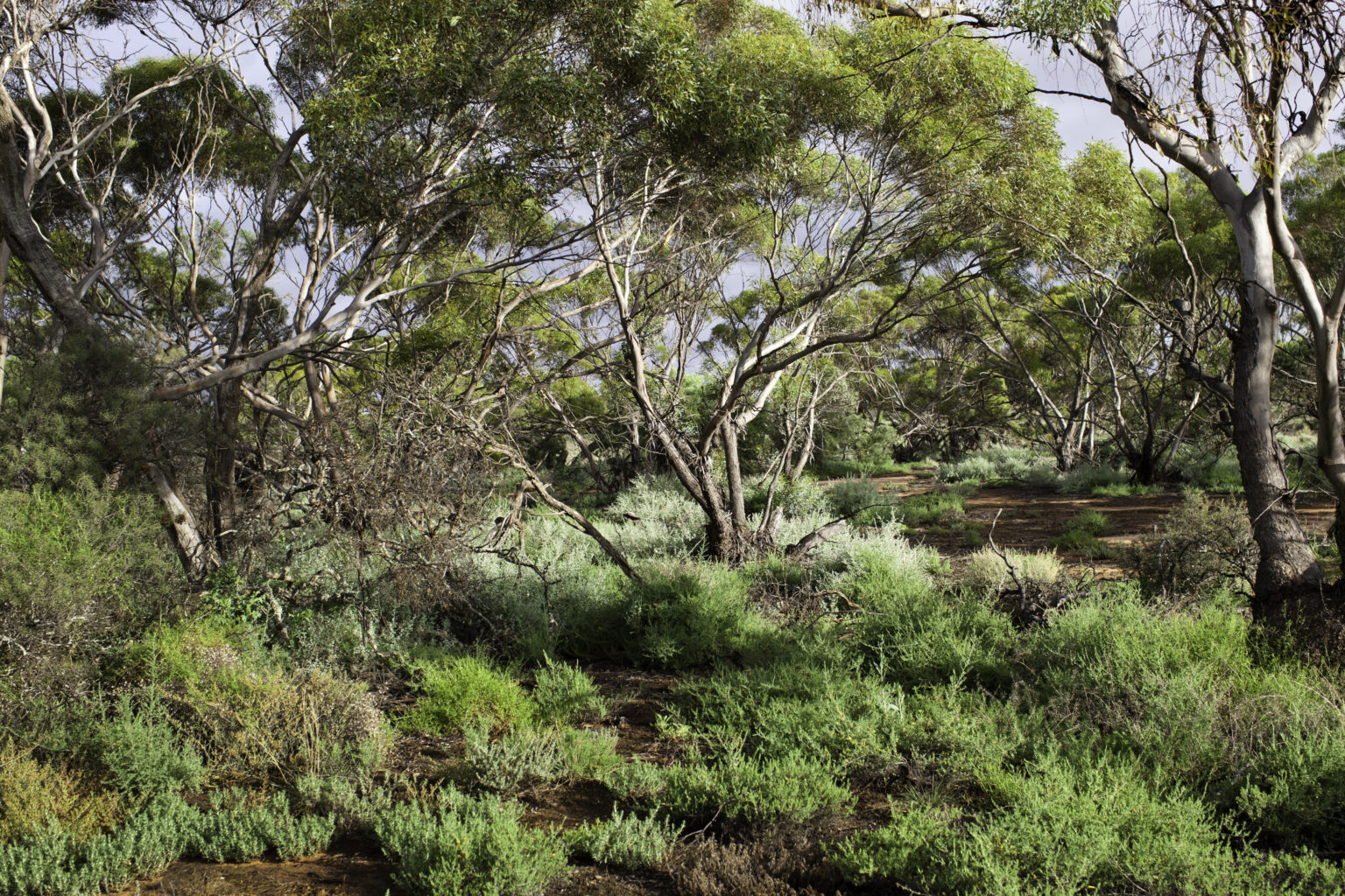 Cardross-Koorlong | Mallee Regional Catchment Strategy