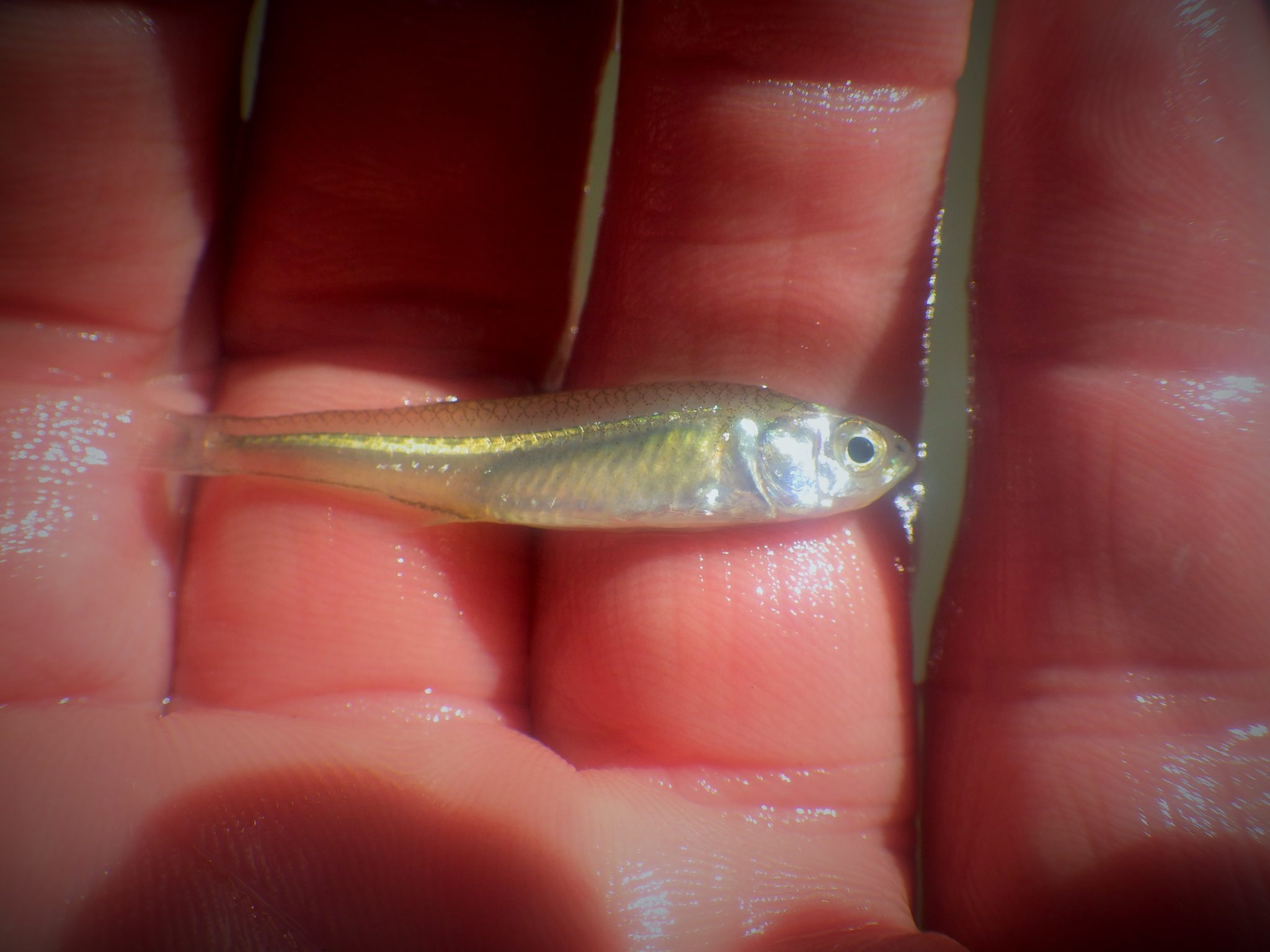 Cardross-Koorlong | Mallee Regional Catchment Strategy