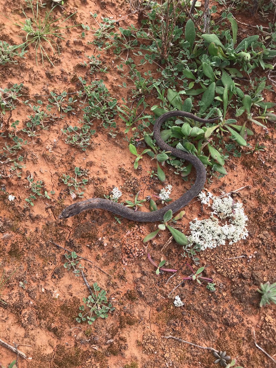 Murray Scroll Belt | Mallee Regional Catchment Strategy